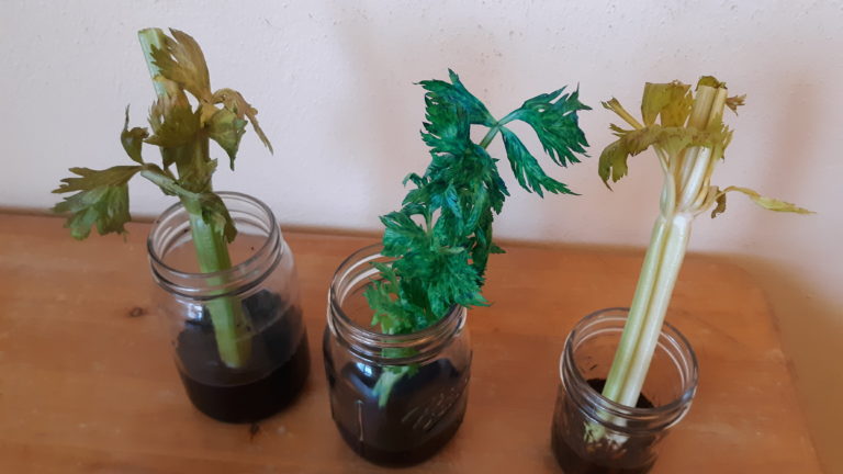 How do plants “drink” water? – Ithaca Children's Garden