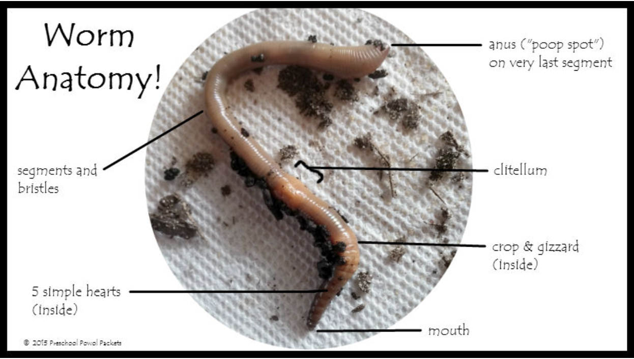 Fun facts & books about worms to keep you wiggling! – Ithaca Children's ...